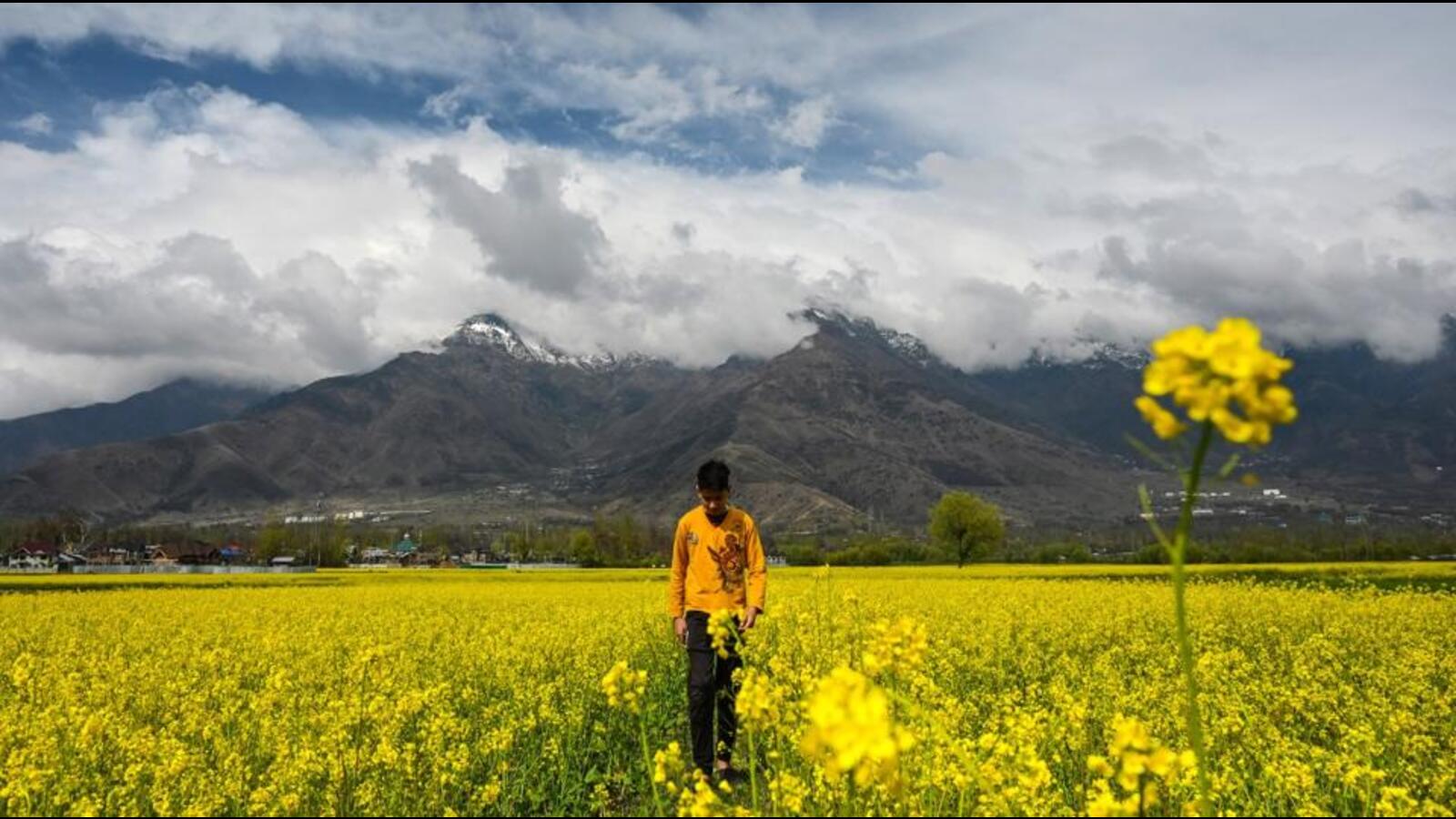 Kashmir Valley s Yellow Flowers Blossoming Into Avenue Of Opportunities Kashmir Valley s Yellow Flowers Blossoming Into Avenue Of Opportunities