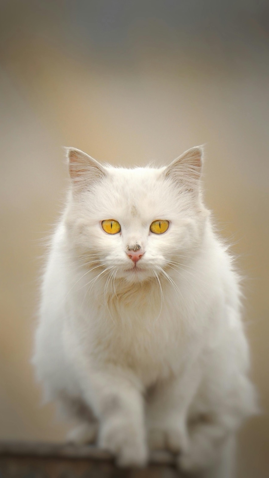 Cat breeds with stunning yellow eyes you’ll love | Hindustan Times