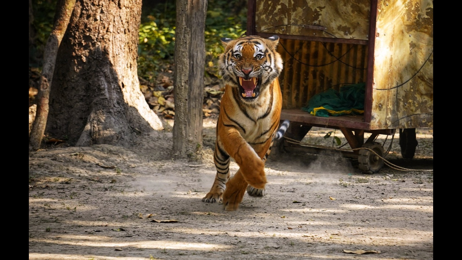 Rehmankheda tiger released into DTR forests | Hindustan Times