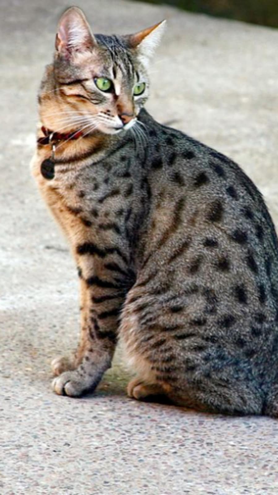 The Fastest Pet Cat In The World