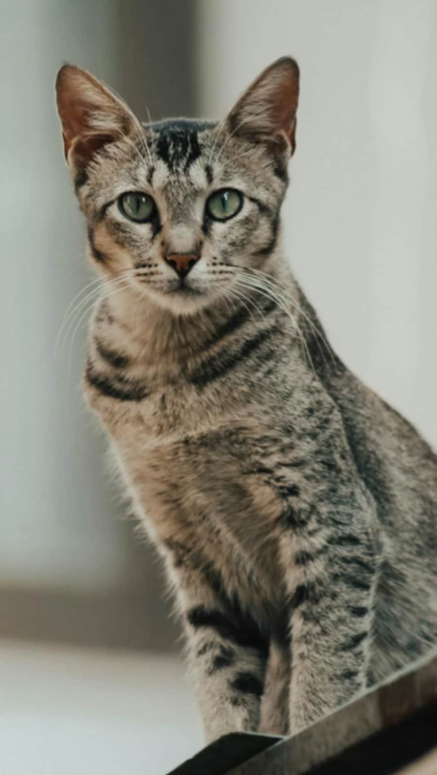 7 facts about the fastest domestic cat breed | Hindustan Times