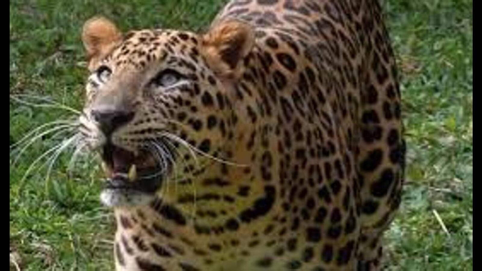 Man injured in leopard attack in Varanasi, search for big cat on ...